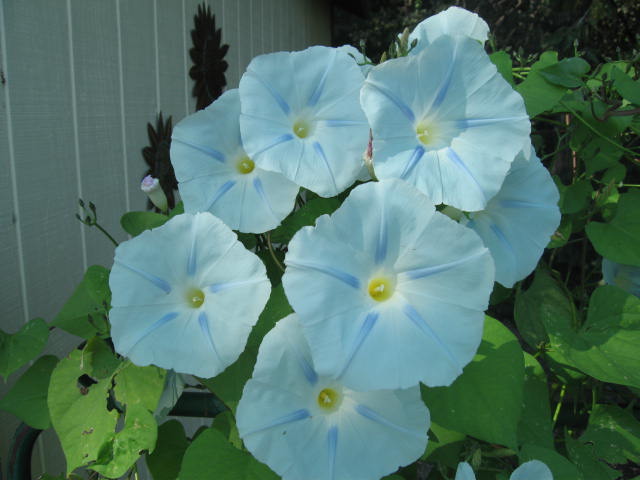 100 Morning Glory Blue Star Seeds - Flower Seeds | Cheap Flower Seeds ...