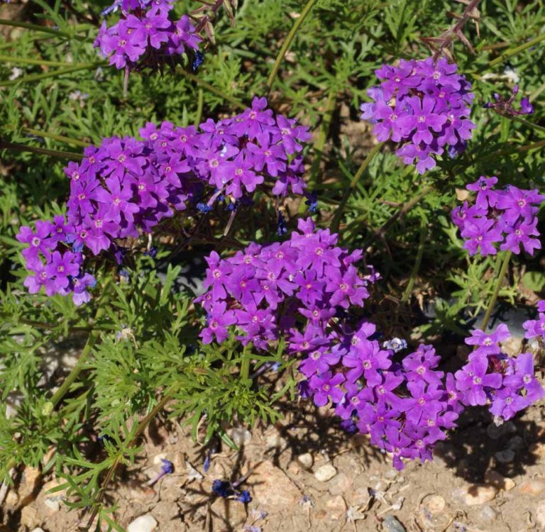 3,000 Moss Verbena (Purple) Seeds - Flower Seeds | Cheap Flower Seeds ...